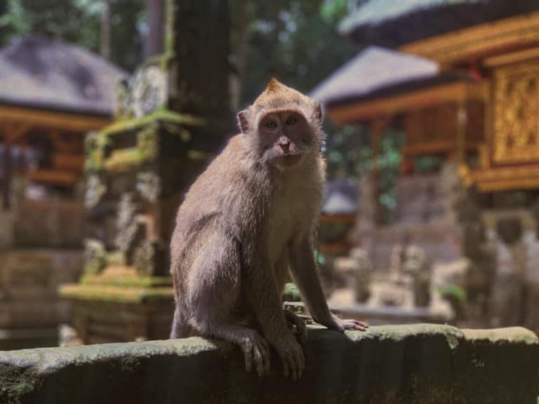 All the BEST Places to See Monkeys in Bali