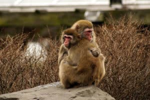 Everything You Need to Know about Bali Arak