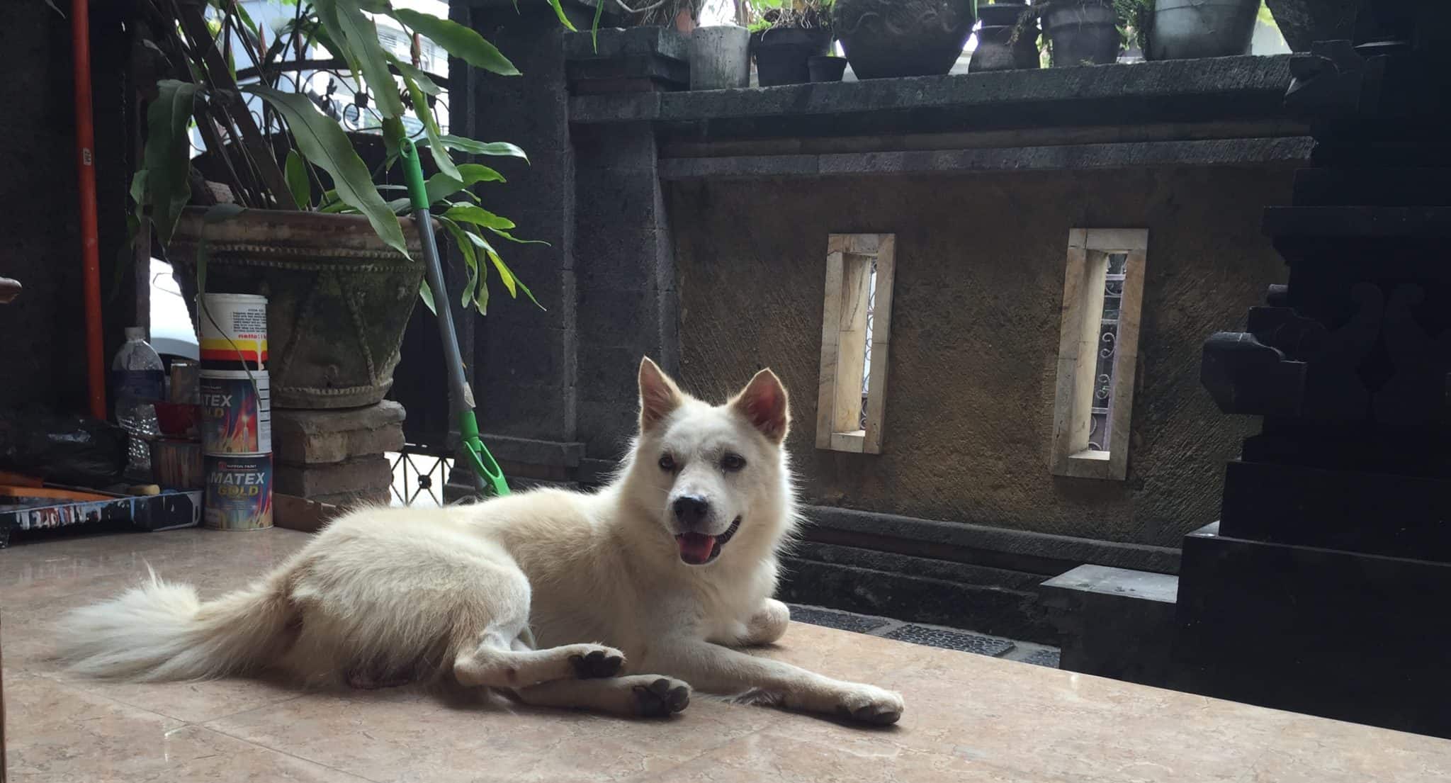 The Snakes of Bali | 7 Snakes to Know + What to Do