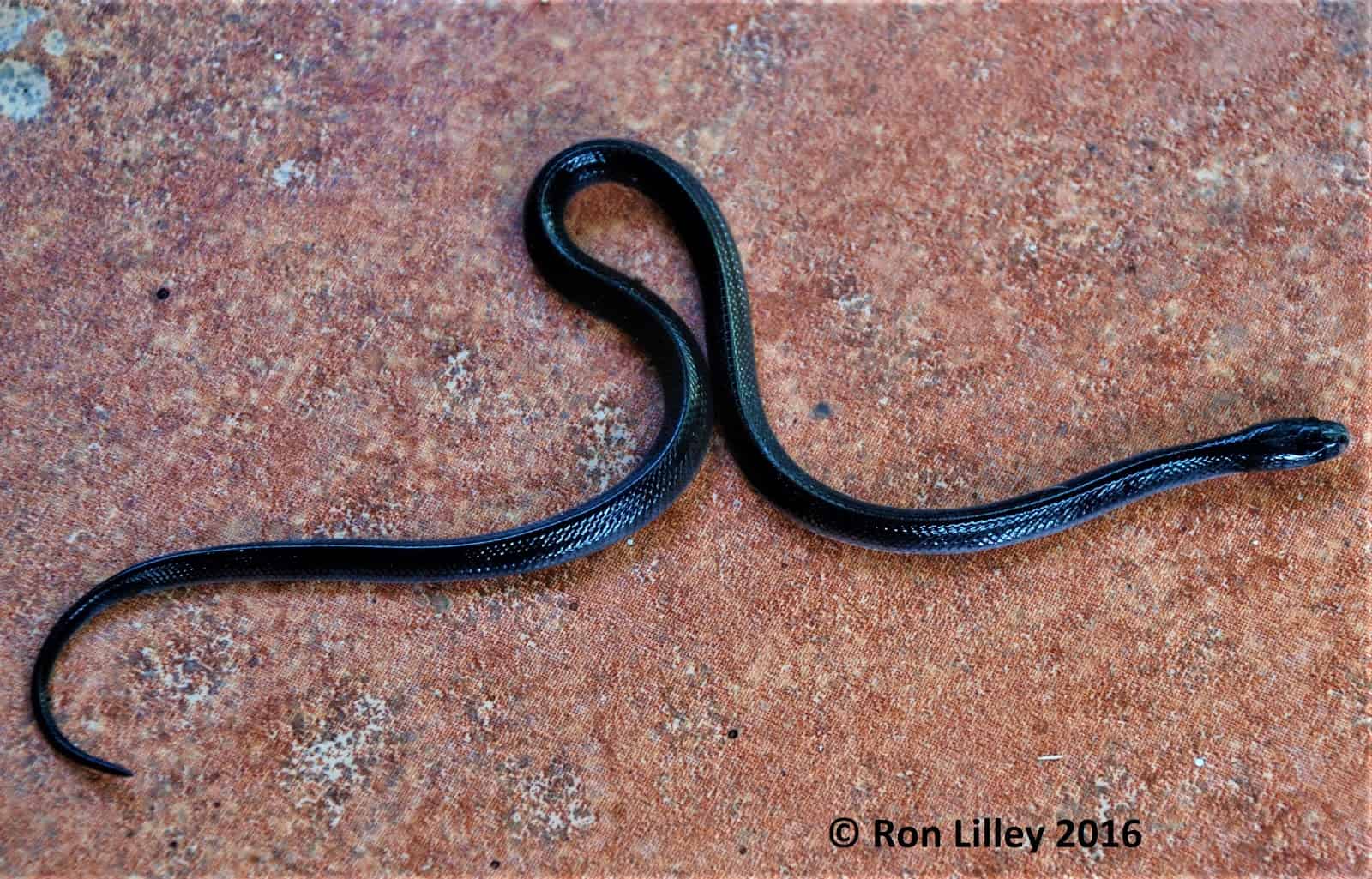 The Snakes of Bali | 7 Snakes to Know + What to Do