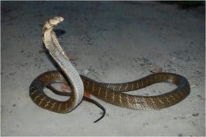 The Snakes of Bali | 7 Snakes to Know + What to Do