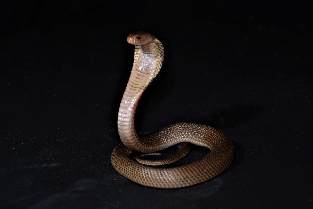 The Snakes of Bali | 7 Snakes to Know + What to Do