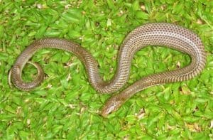 The Snakes of Bali | 7 Snakes to Know + What to Do