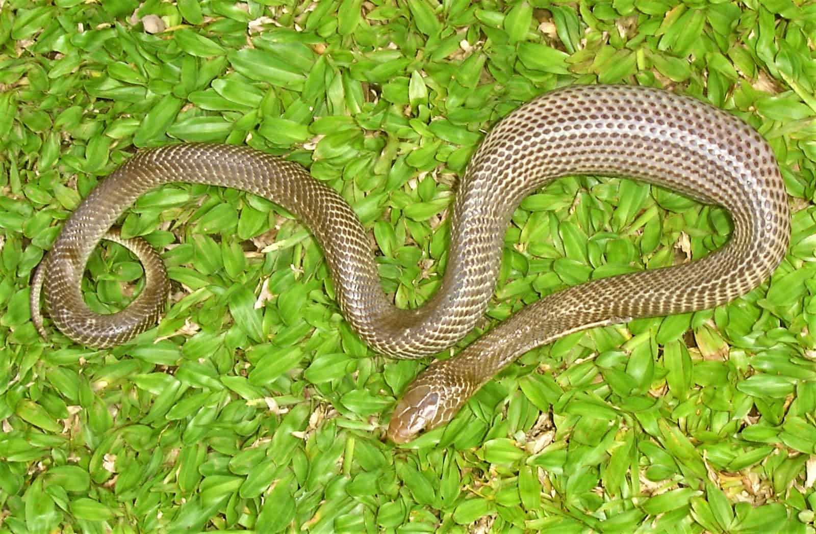 The Snakes of Bali | 7 Snakes to Know + What to Do