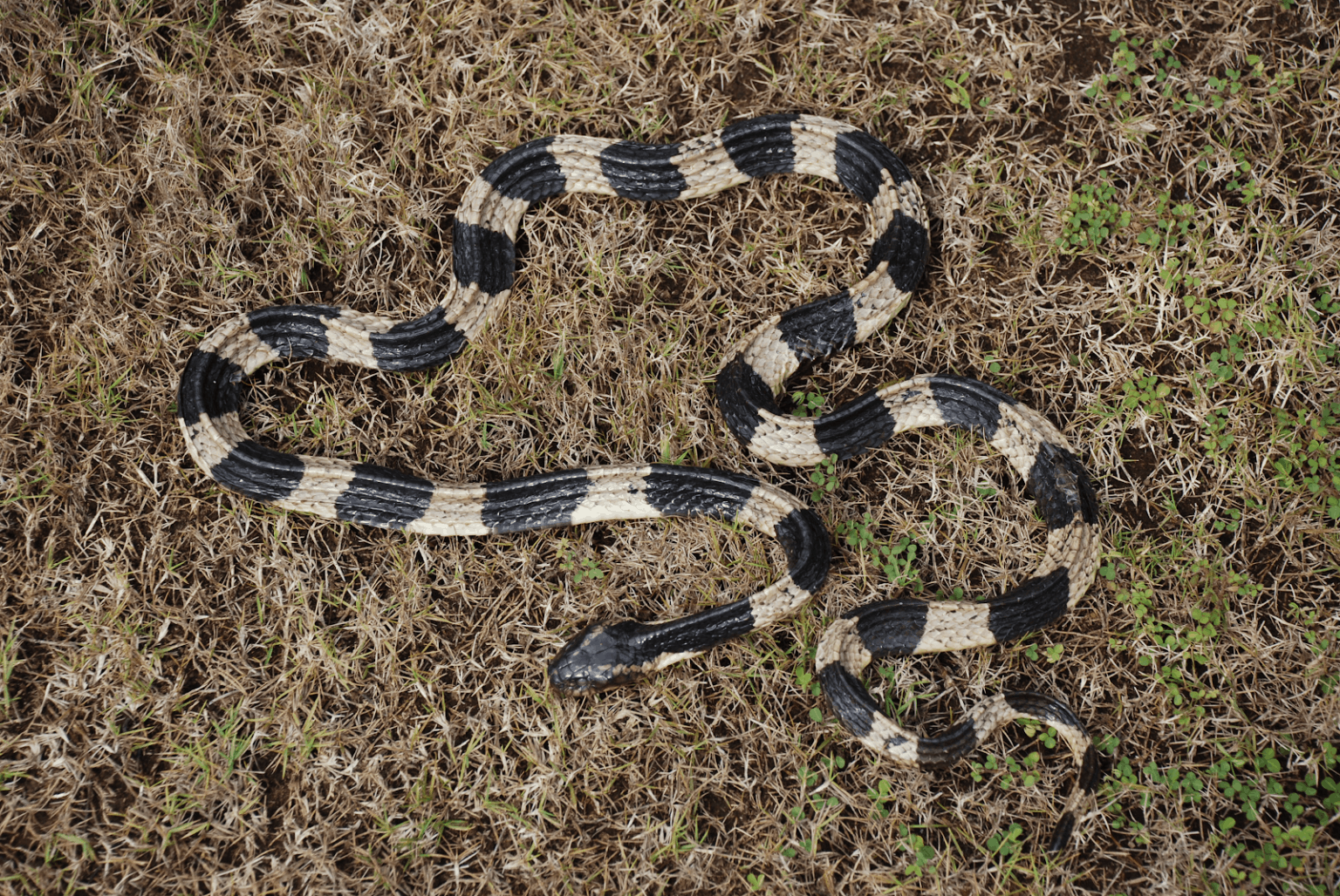 The Snakes of Bali | 7 Snakes to Know + What to Do