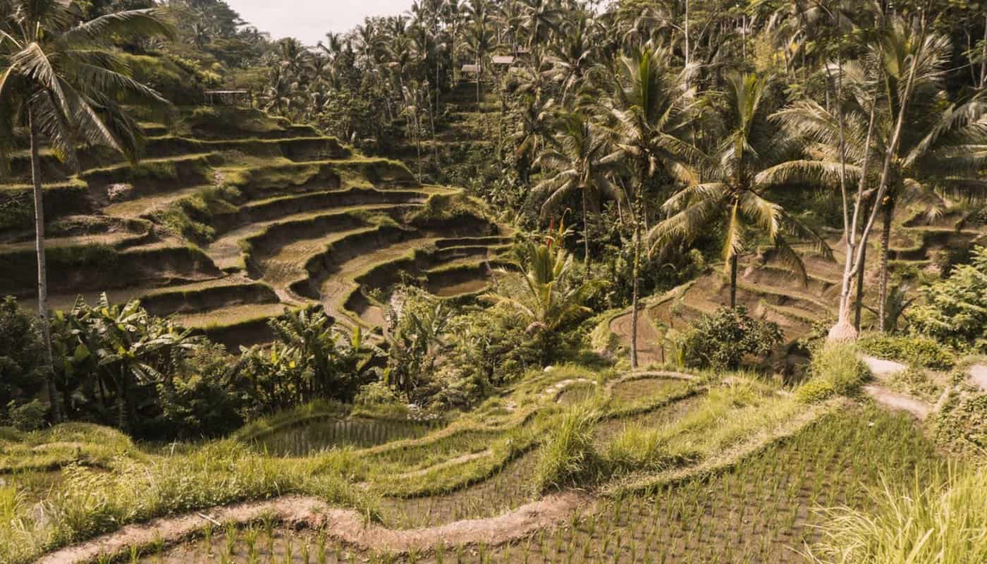 Full Guide of the BEST Things to Do in Ubud • 2023 Edition
