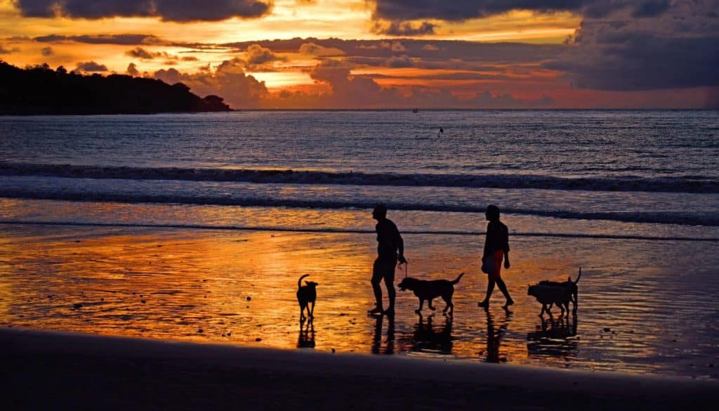 Everything You Need to Know about Kintamani Dogs in bali