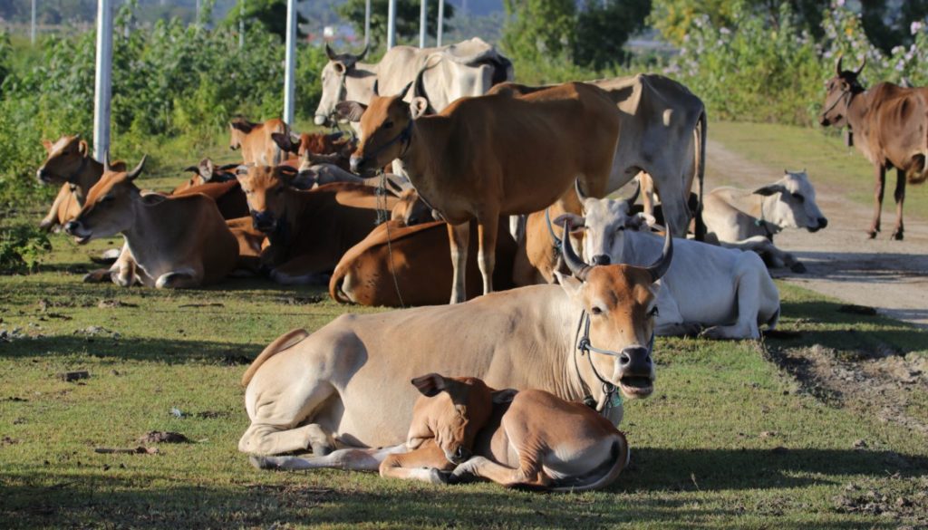 A FULL GUIDE to Animals in Bali