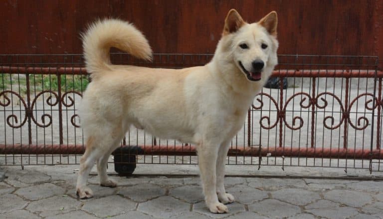 Everything You Need to Know about Kintamani Dogs in bali