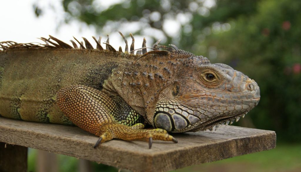 A FULL GUIDE to Animals in Bali