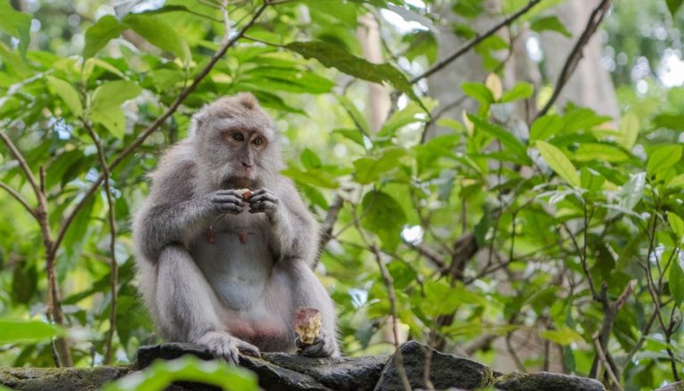 A FULL GUIDE to Animals in Bali