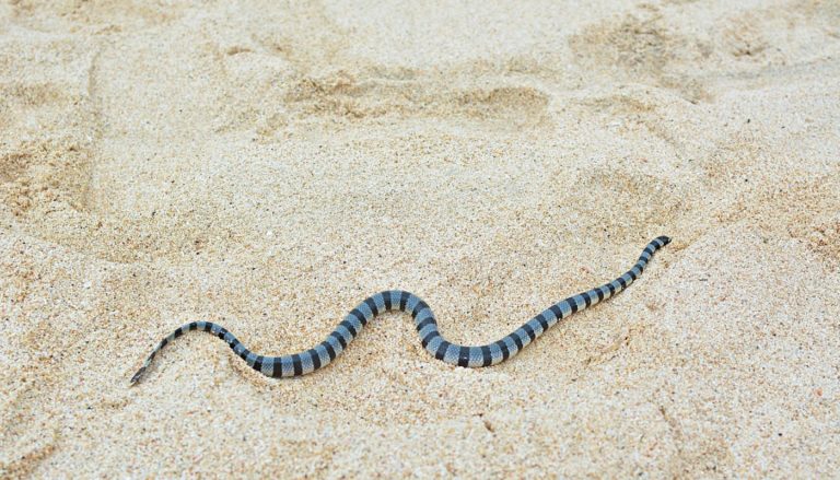 A FULL GUIDE to Animals in Bali
