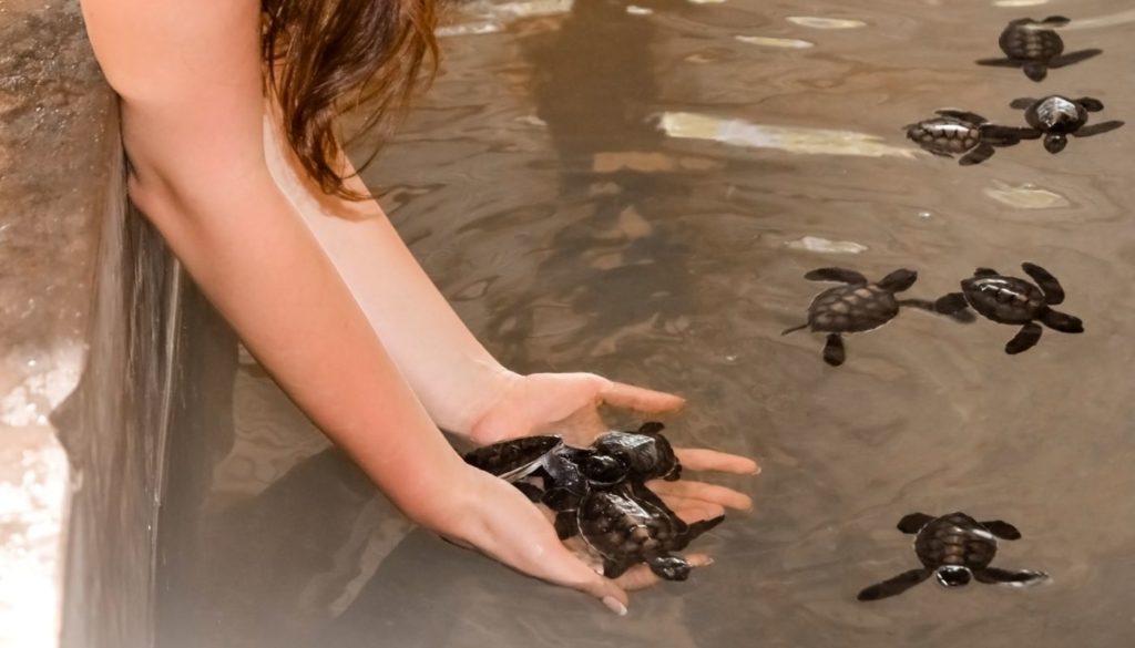 A FULL GUIDE to Animals in Bali