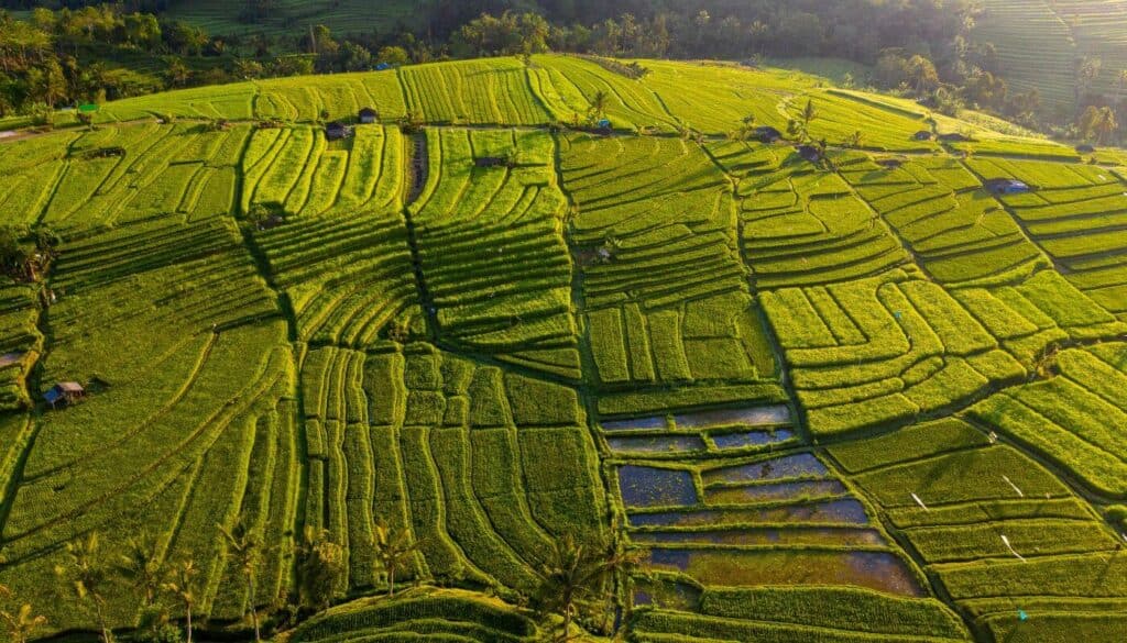 8 STUNNING Rice Terraces in Bali to Add to Your Itinerary