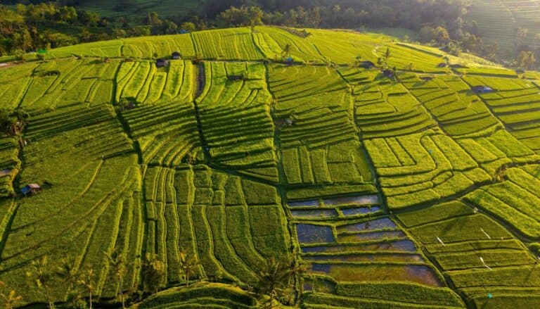 8 STUNNING Rice Terraces in Bali to Add to Your Itinerary