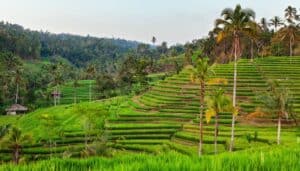 8 STUNNING Rice Terraces in Bali to Add to Your Itinerary