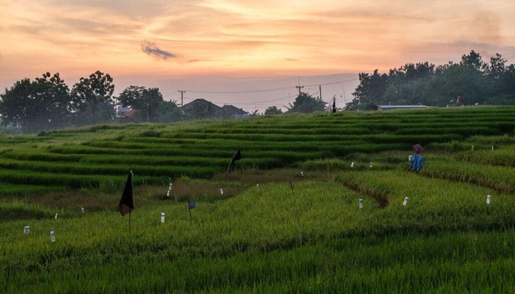 8 STUNNING Rice Terraces in Bali to Add to Your Itinerary