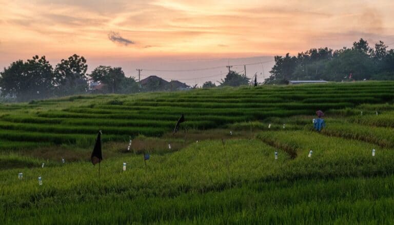 8 STUNNING Rice Terraces in Bali to Add to Your Itinerary