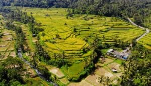 8 STUNNING Rice Terraces in Bali to Add to Your Itinerary