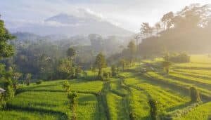 8 STUNNING Rice Terraces in Bali to Add to Your Itinerary
