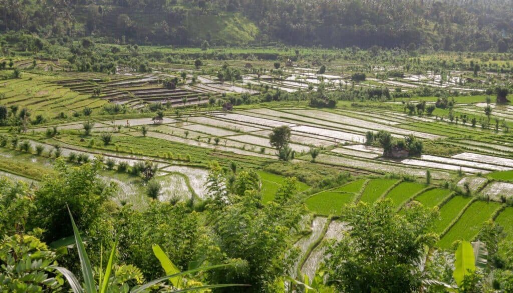 8 STUNNING Rice Terraces in Bali to Add to Your Itinerary