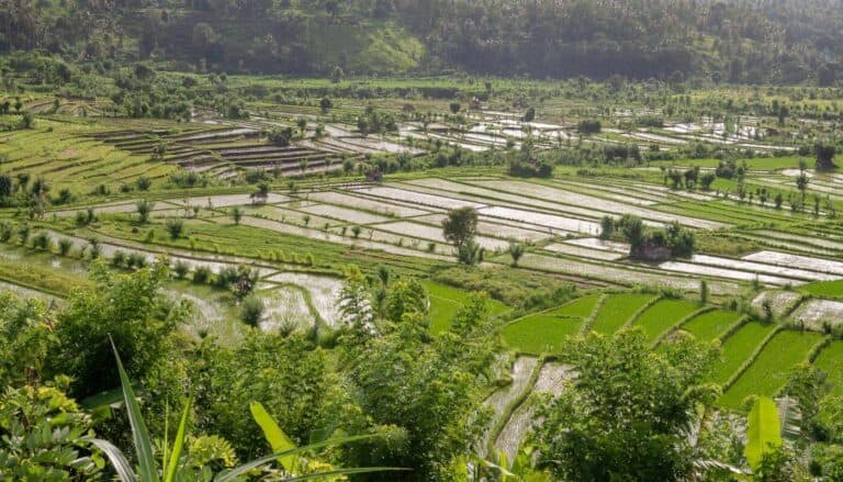 8 STUNNING Rice Terraces in Bali to Add to Your Itinerary